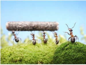 Bionic Ants: The Factory Workers of the Future?